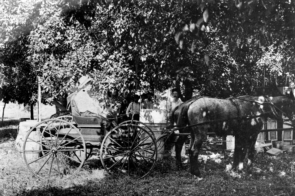 Arthur Britton Edwards "Roots" | Sarasota History Alive!